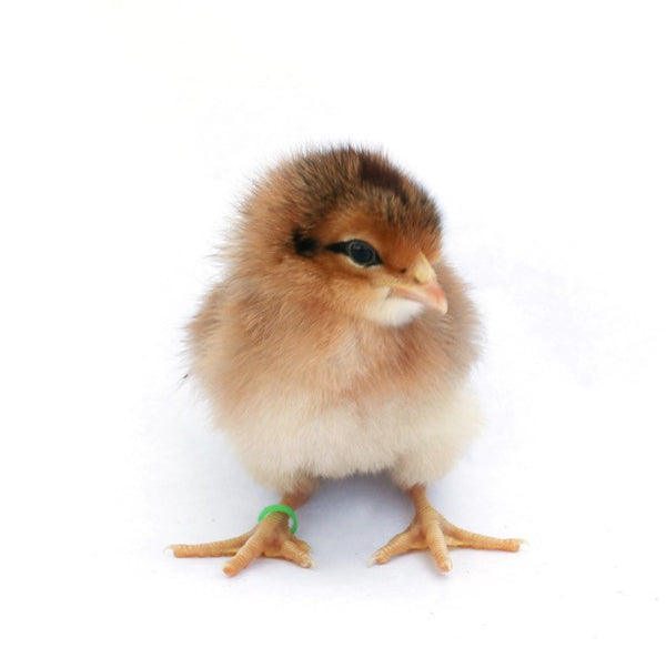 Elastic Chick Leg Bands – Papa's Poultry