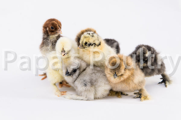 6+ Surprise Bantam Chicks Special (hatch date 10/08/24) – Papa's Poultry