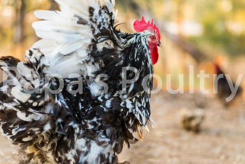 Orpington- Chocolate/Chocolate Mottled (hatch date 09/23/25) – Papa's ...