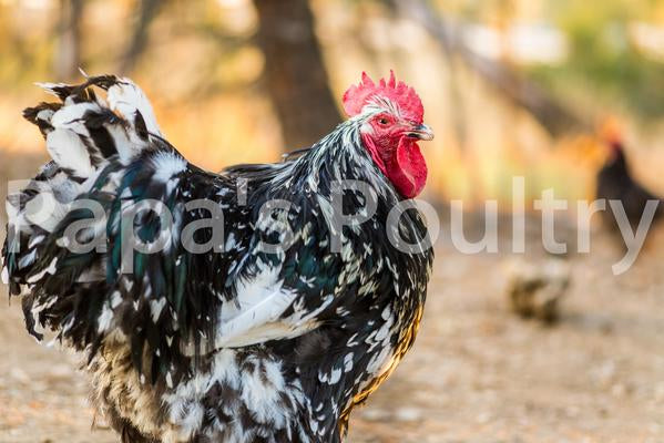 Orpington- Chocolate/Chocolate Mottled (hatch date 09/23/25) – Papa's ...