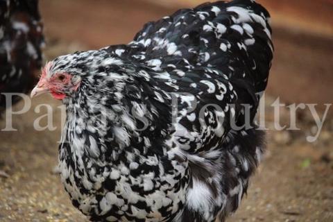 Orpington- Chocolate/Chocolate Mottled (hatch date 09/23/25) – Papa's ...