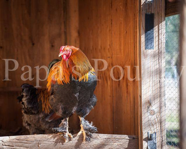 Brahmas- Blue, Black, Splash Partridge Chick (hatch date 05/20/25 ...